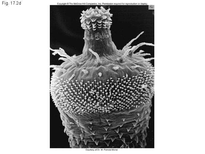 Untitled Page [bioclass.cos.ncsu.edu]